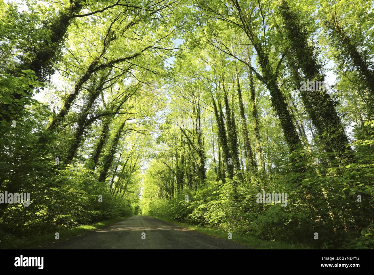 Polish country roads hi-res stock photography and images - Alamy