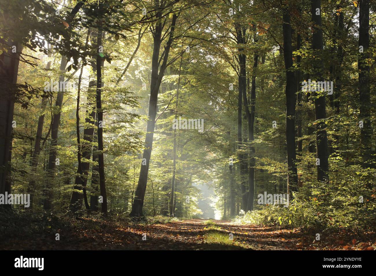 The rising sun hits the path between the trees Stock Photo - Alamy