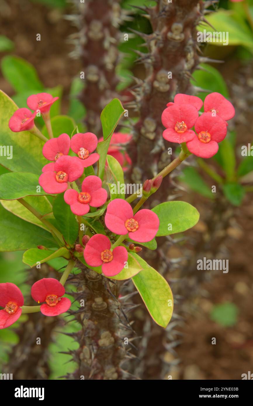 Smaill pink flowers hi-res stock photography and images - Alamy