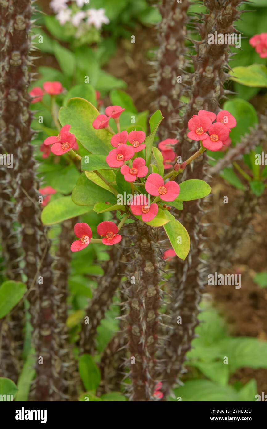 Smaill pink flowers hi-res stock photography and images - Alamy