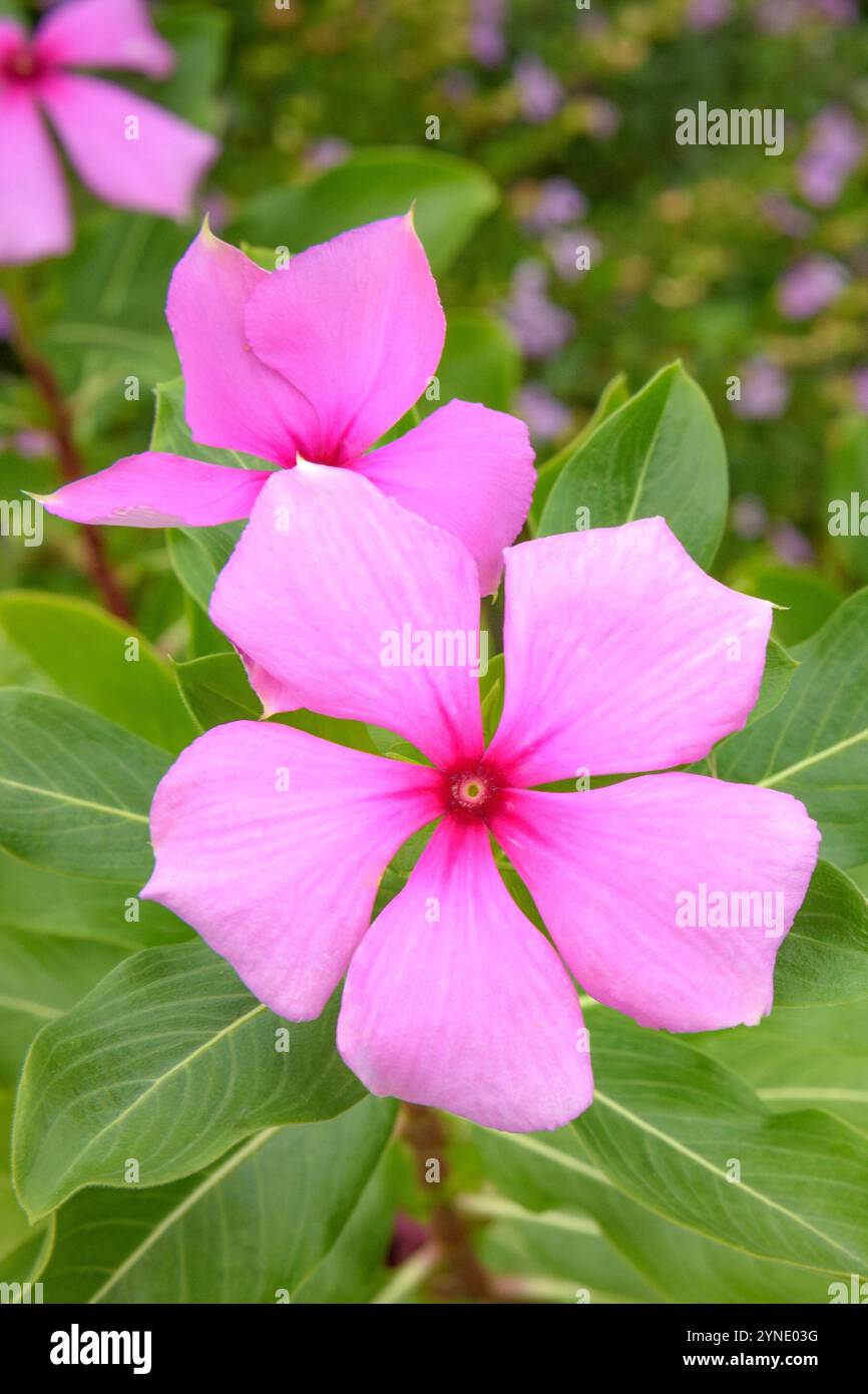 Bermuda flowers hi-res stock photography and images - Alamy