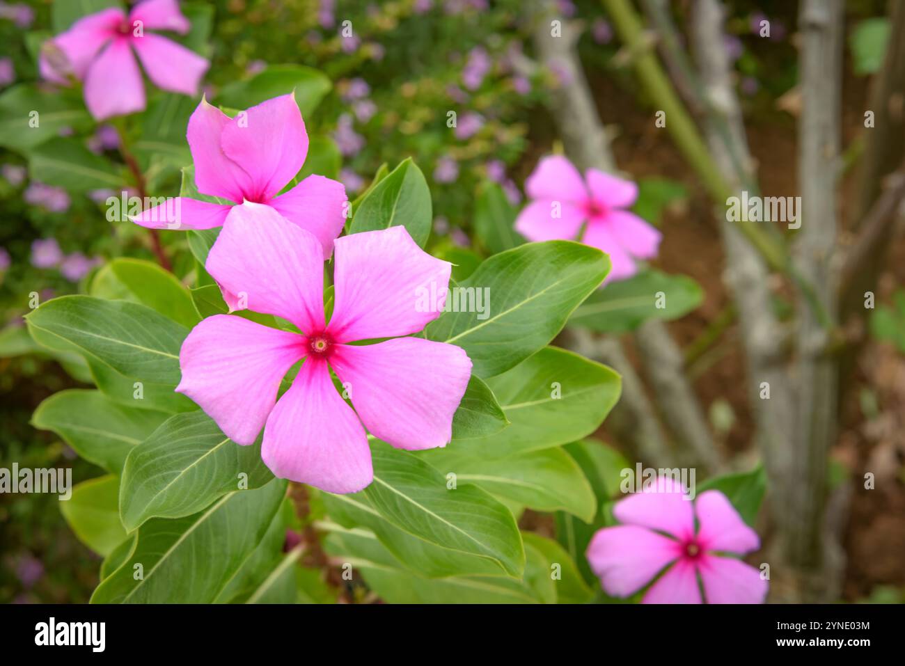 Pink Periwinkle Flowers in the Garden Hamilton Bermuda Horizontal Stock ...
