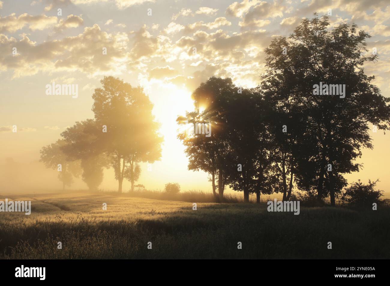 Silhouette of ash trees in a grain field in foggy weather during ...