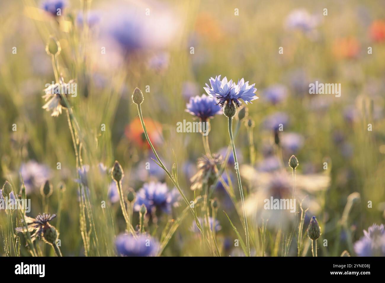 Cornflower in the field at dusk Stock Photo - Alamy