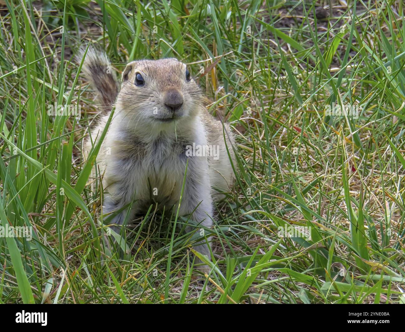 A Prairie dog laying down during spring. Prairie dogs are herbivorous ...