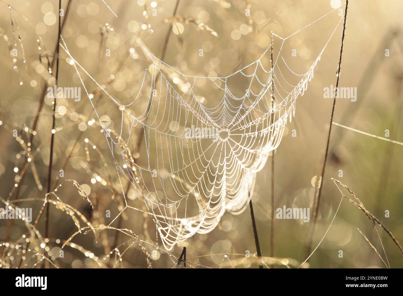 Spiders web on grass hi-res stock photography and images - Alamy