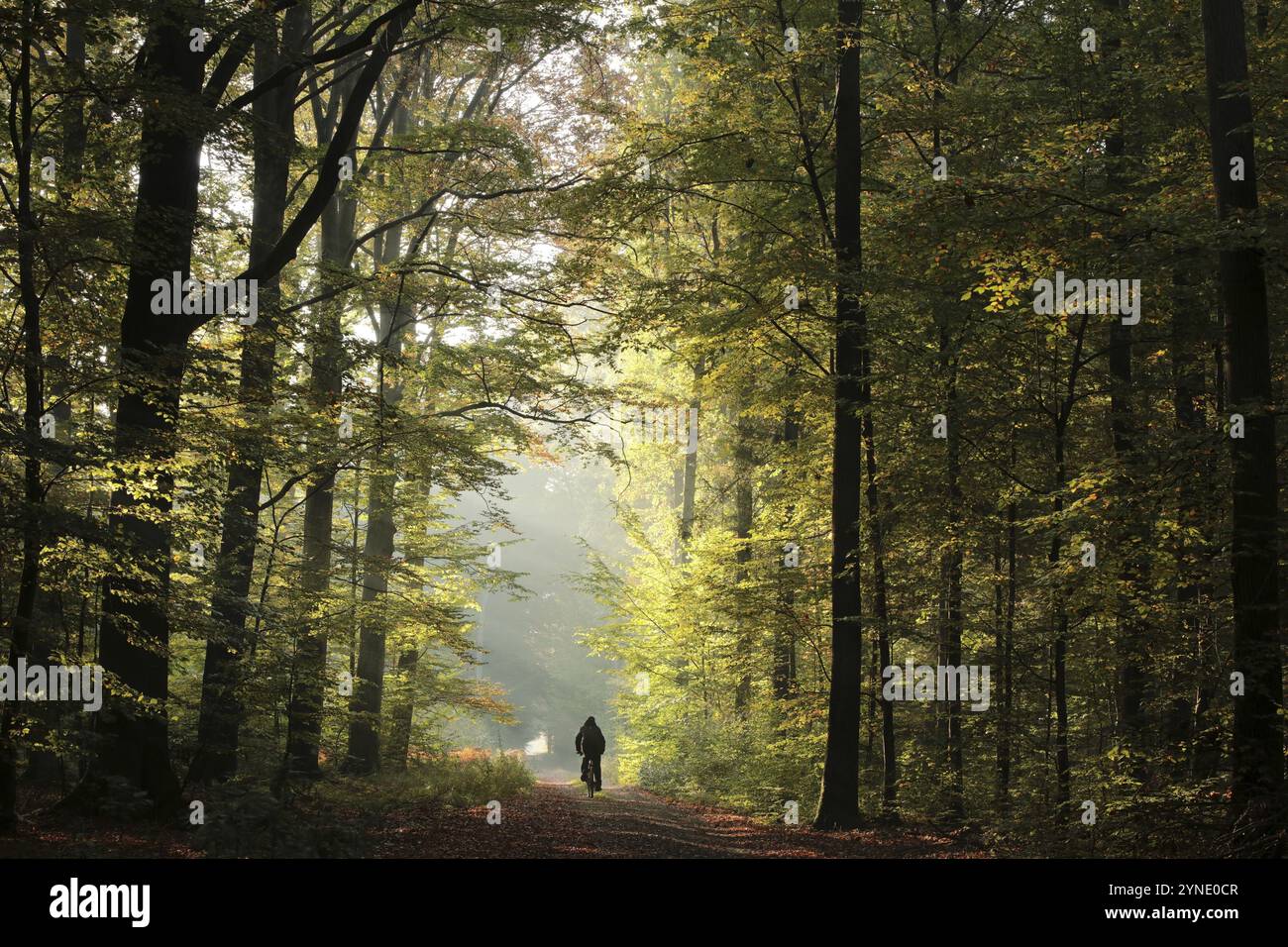 The man is riding a bicycle along a forest path on a foggy autumn ...