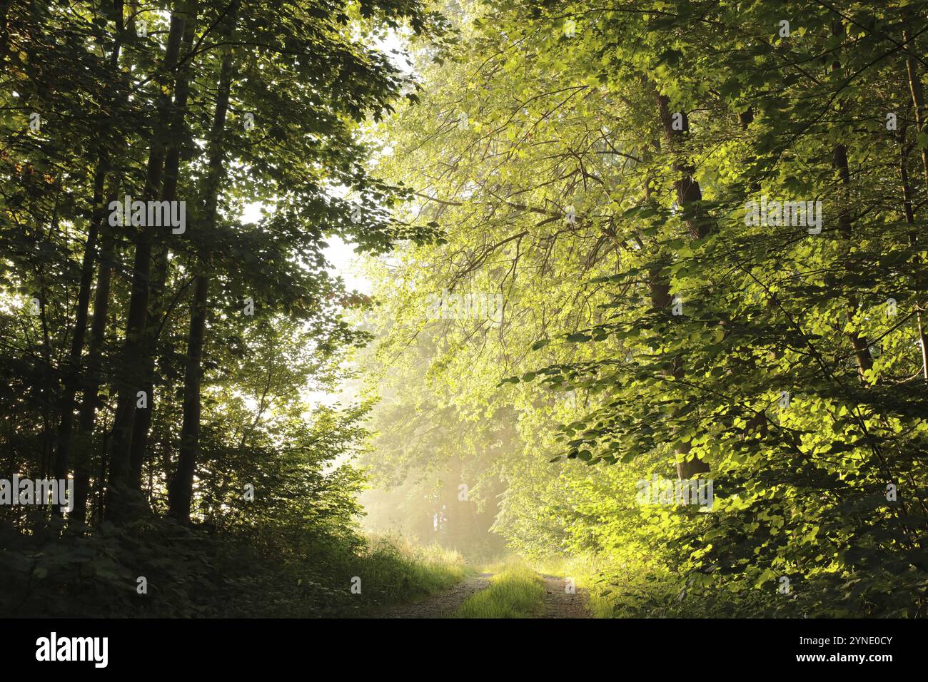 Dirt road through forested countryside hi-res stock photography and ...