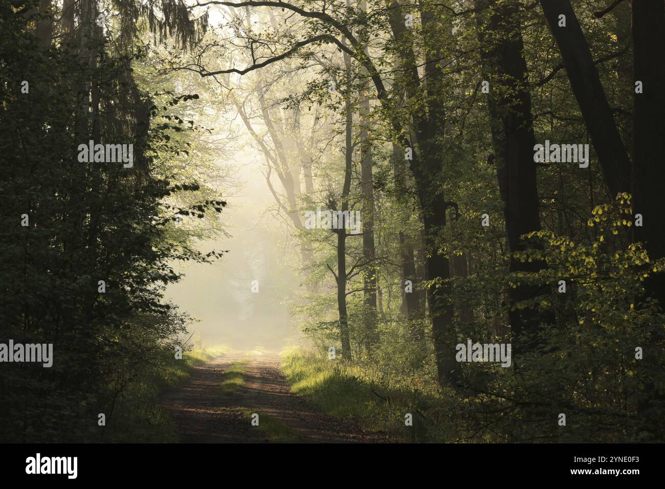 Polish country roads hi-res stock photography and images - Alamy