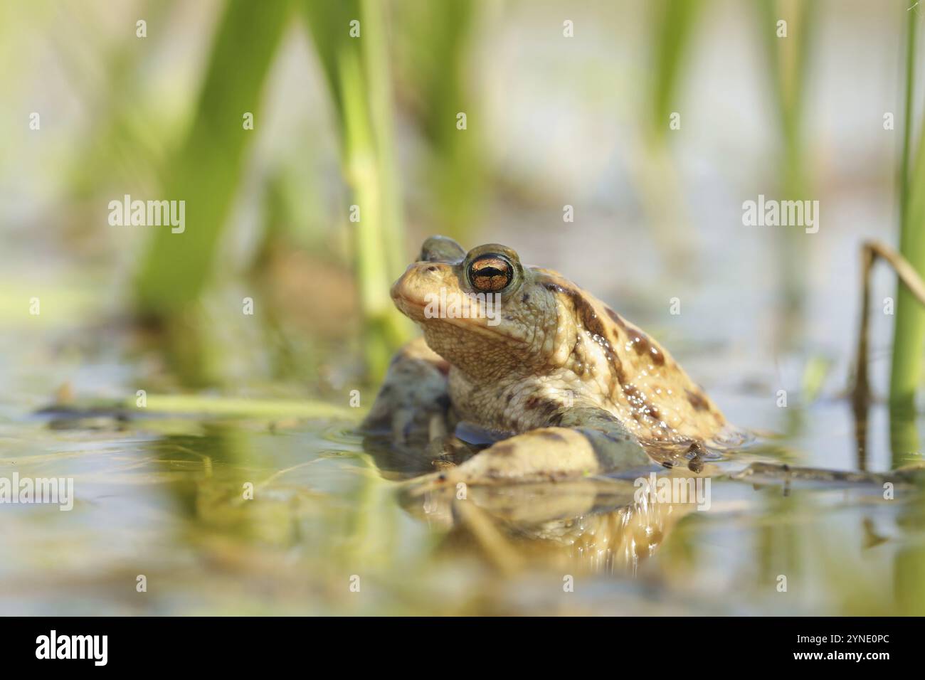 Frog in a pond during mating season Stock Photo - Alamy