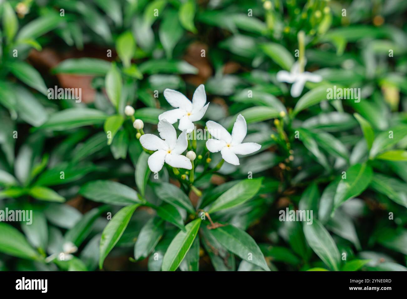 Jasminum sambac (Arabian jasmine or Sambac jasmine) is a species of ...