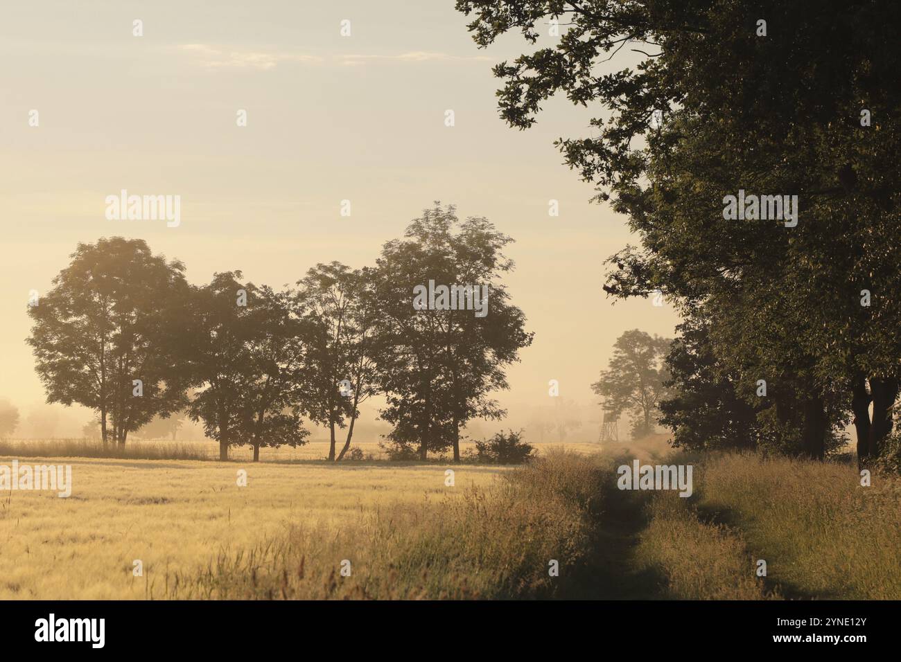 Silhouette of ash trees in a grain field in foggy weather during ...