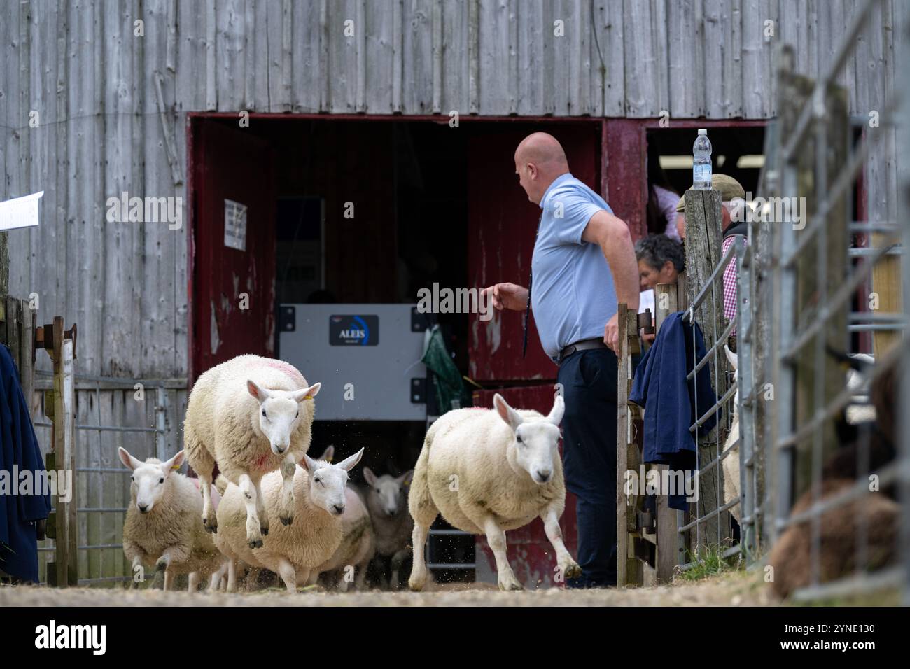 Cheviot store lamb sale at Lairg market in the Scottish Highlands ...