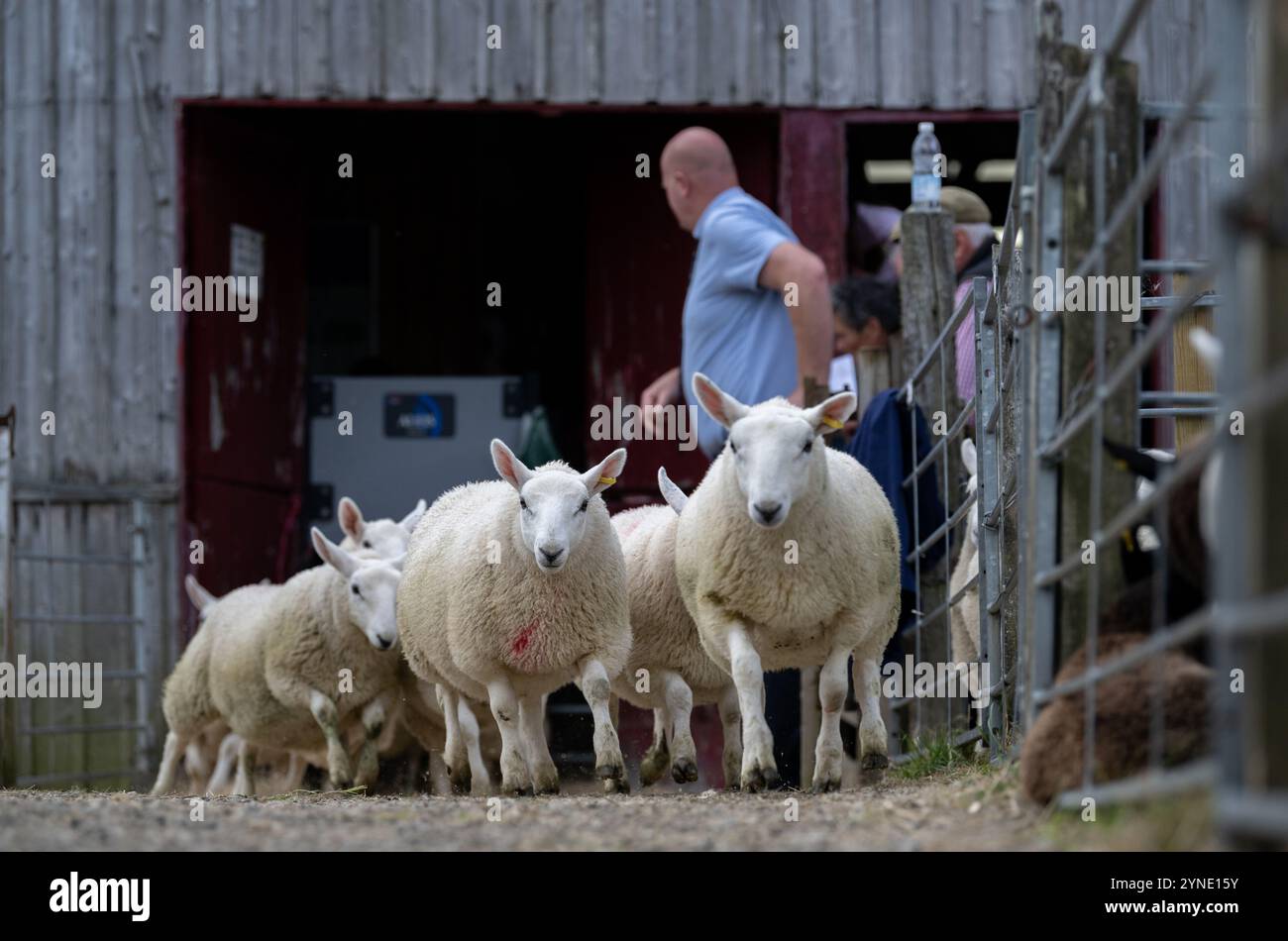 Lairg auction mart hi-res stock photography and images - Alamy