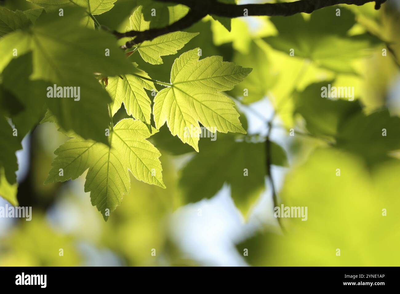 Sycamore forests hi-res stock photography and images - Alamy