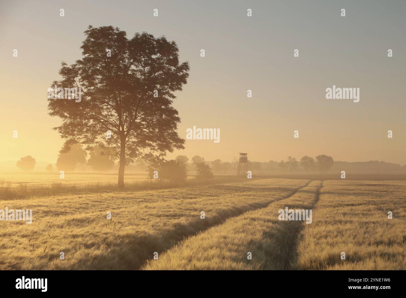 Silhouette of ash tree in a grain field in foggy weather during sunrise ...