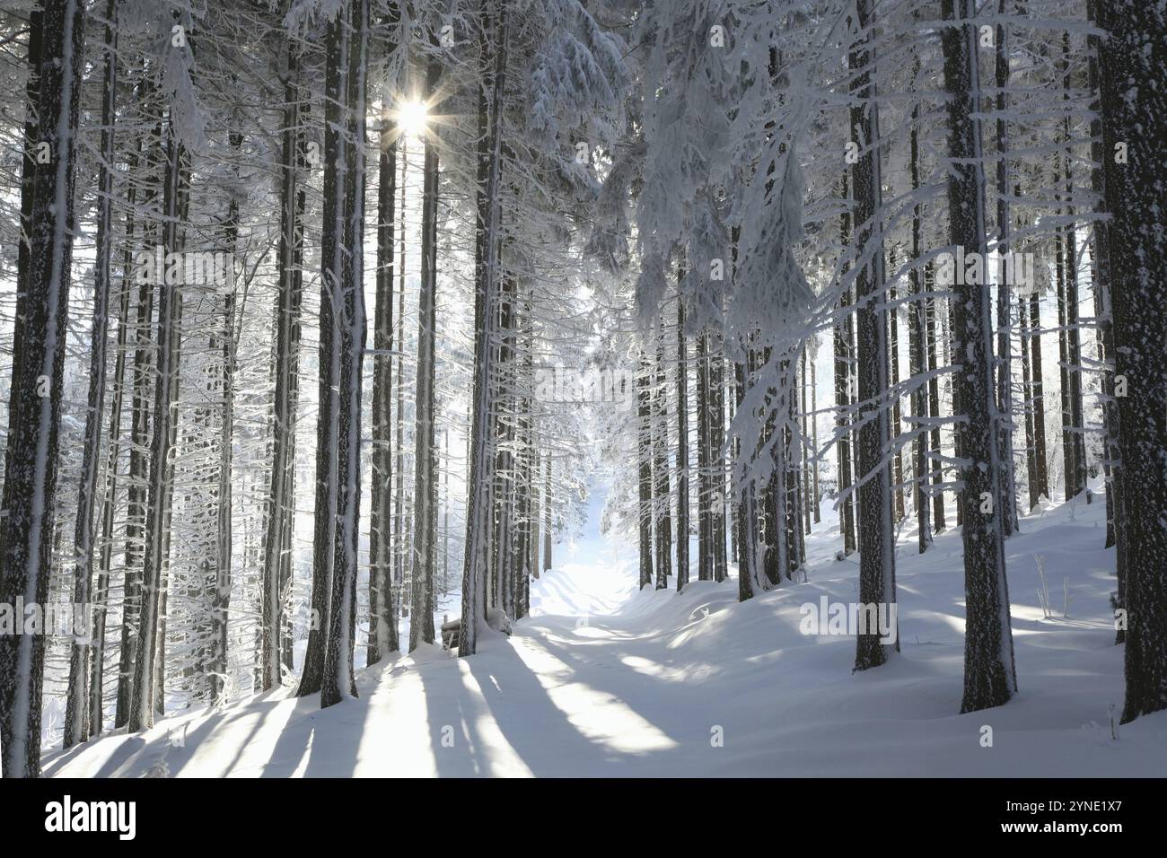 Forest trail among frosted hi-res stock photography and images - Alamy