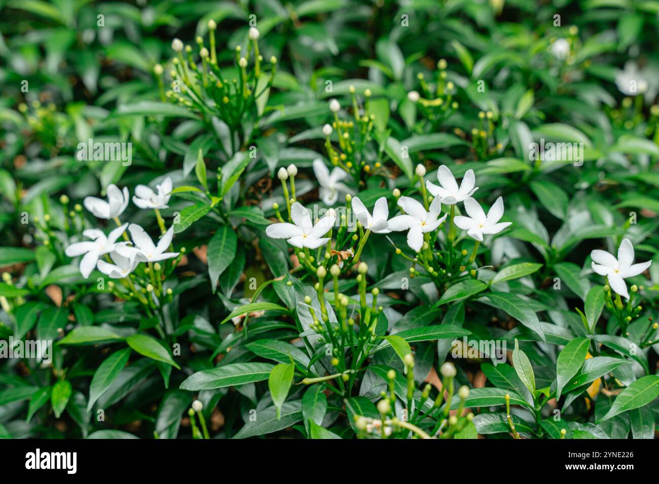 Jasminum sambac (Arabian jasmine or Sambac jasmine) is a species of ...