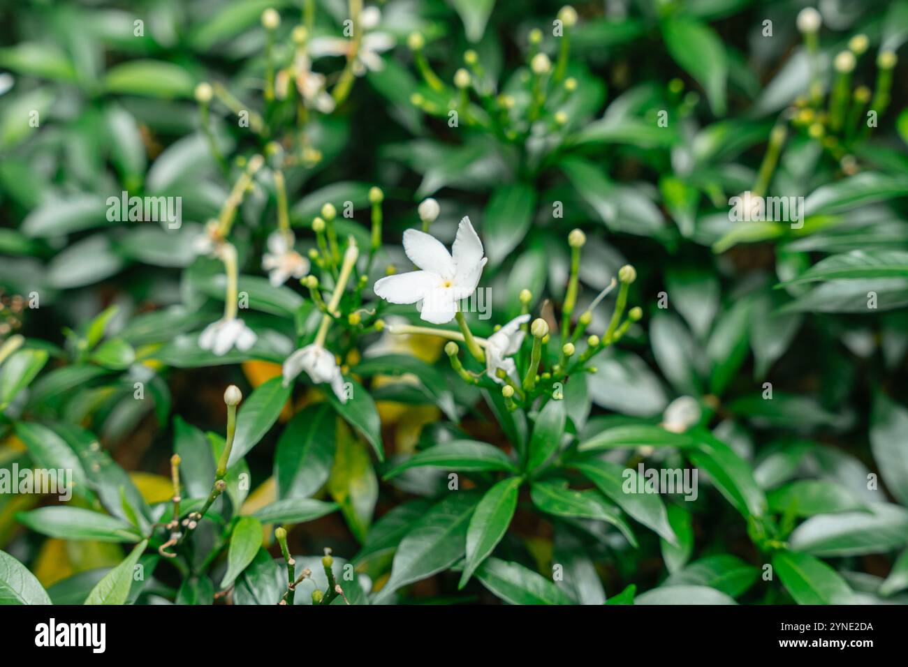 Jasminum sambac (Arabian jasmine or Sambac jasmine) is a species of ...