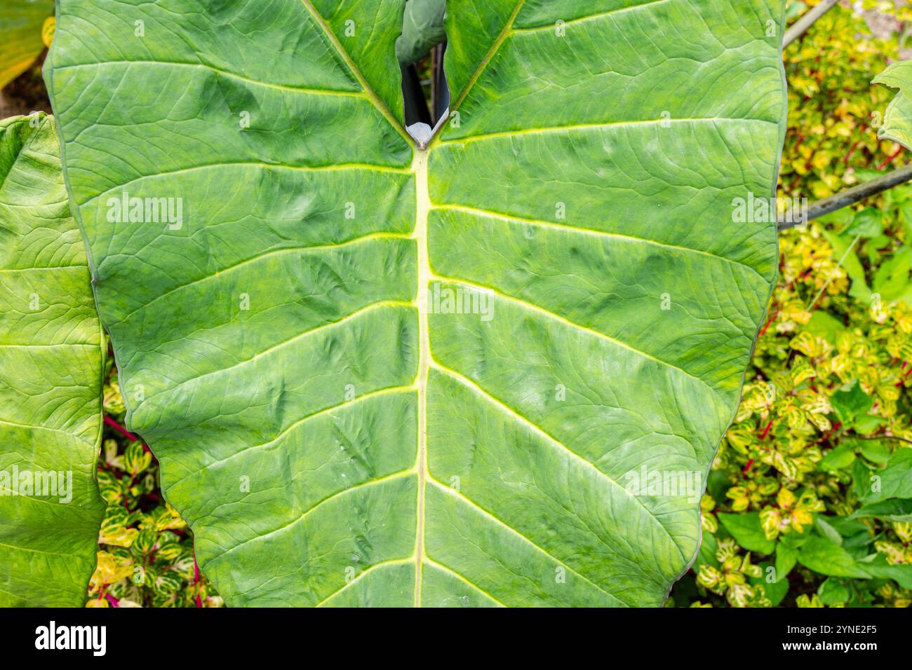 Alocasia macrorrhizos is a species of flowering plant in the arum ...
