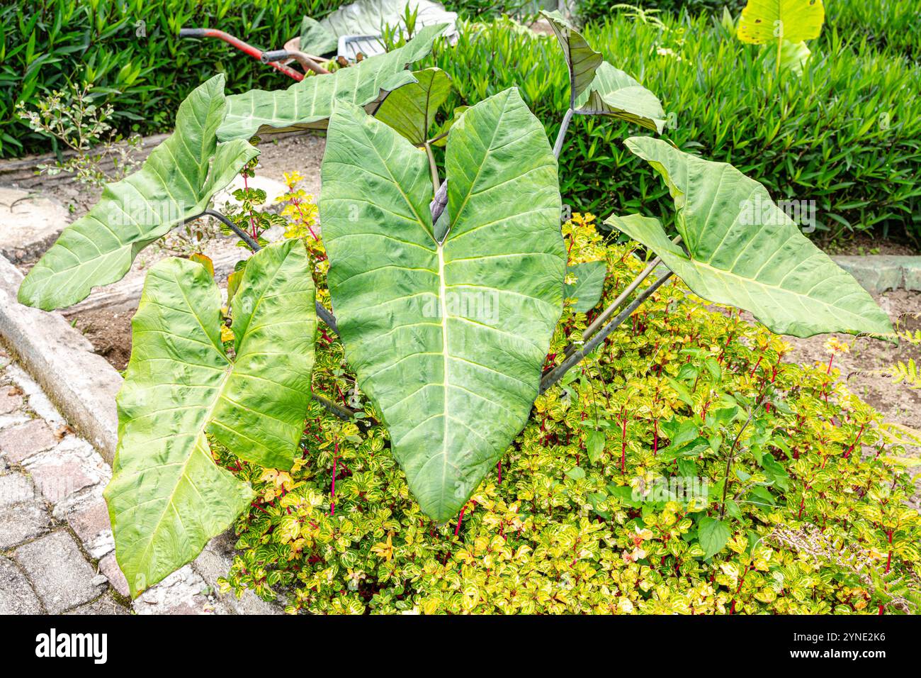 Alocasia macrorrhizos is a species of flowering plant in the arum ...