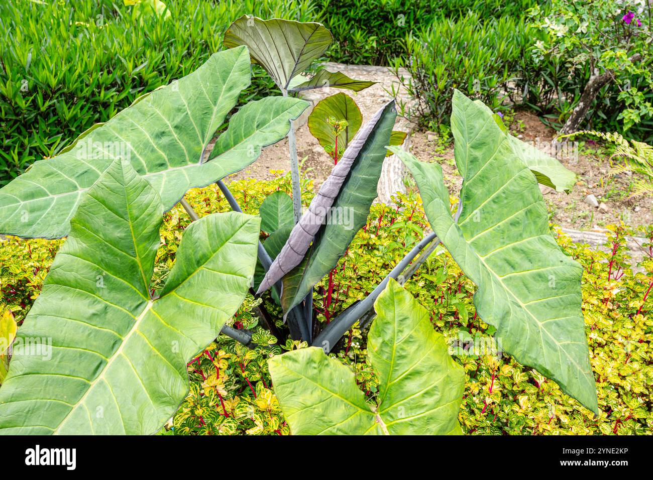 Alocasia macrorrhizos is a species of flowering plant in the arum ...