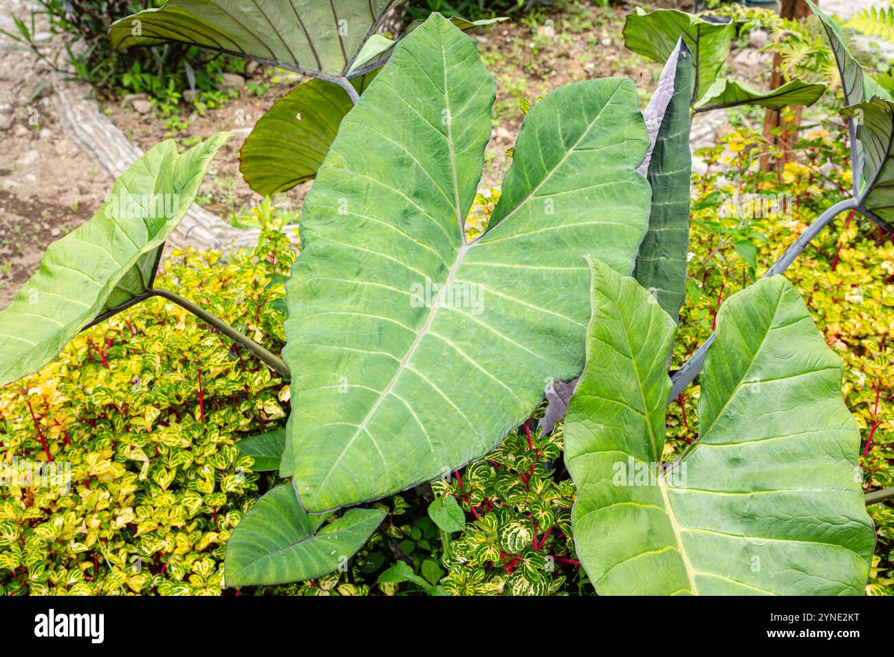 Alocasia macrorrhizos is a species of flowering plant in the arum ...