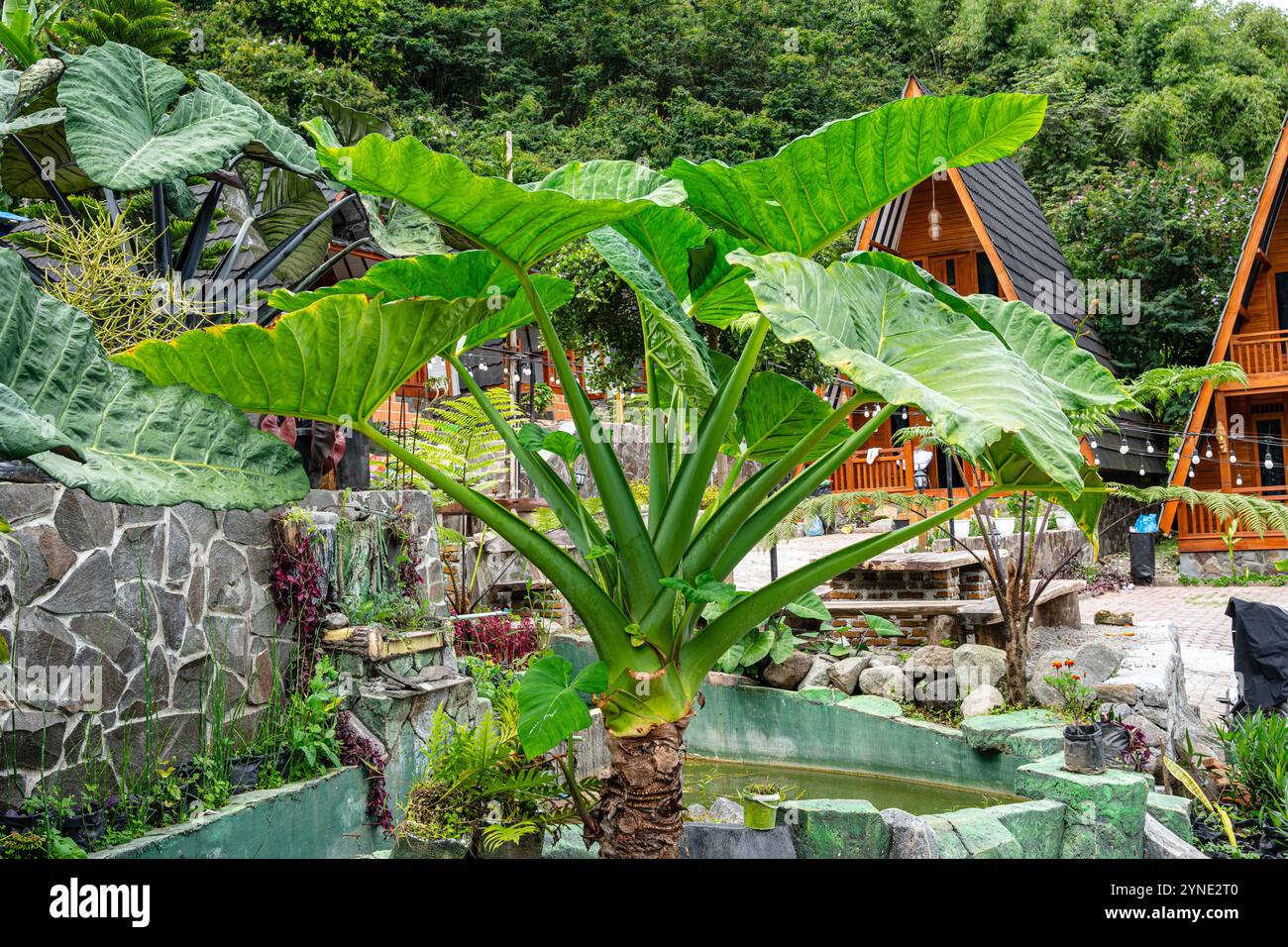 Alocasia macrorrhizos is a species of flowering plant in the arum ...
