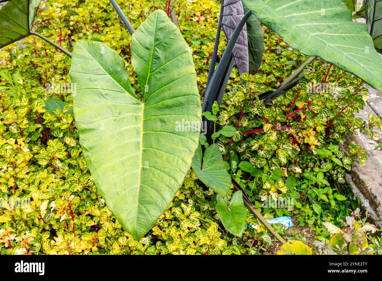 Alocasia macrorrhizos is a species of flowering plant in the arum ...