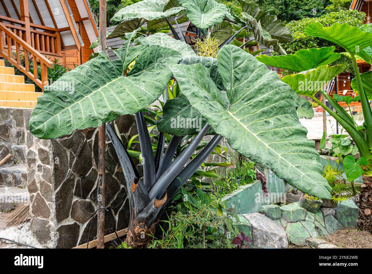 Alocasia macrorrhizos is a species of flowering plant in the arum ...