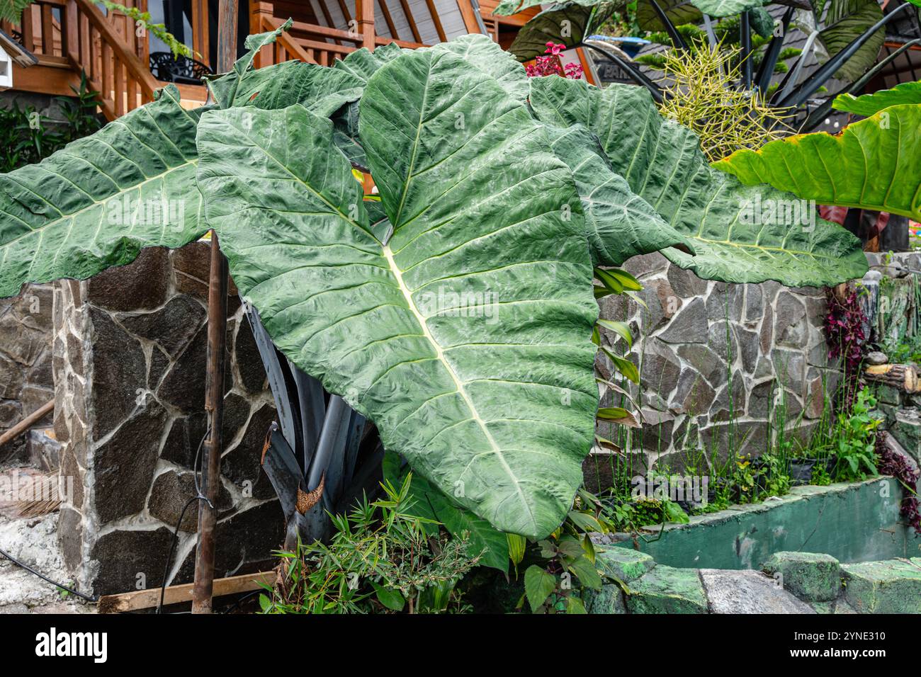 Alocasia macrorrhizos is a species of flowering plant in the arum ...