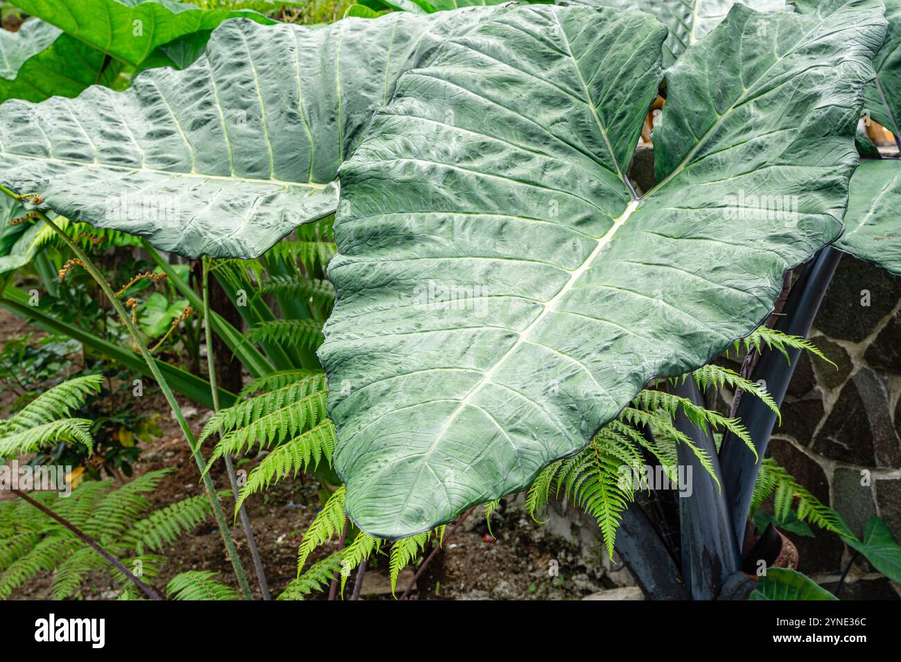 Alocasia macrorrhizos is a species of flowering plant in the arum family (Araceae). Common names ...