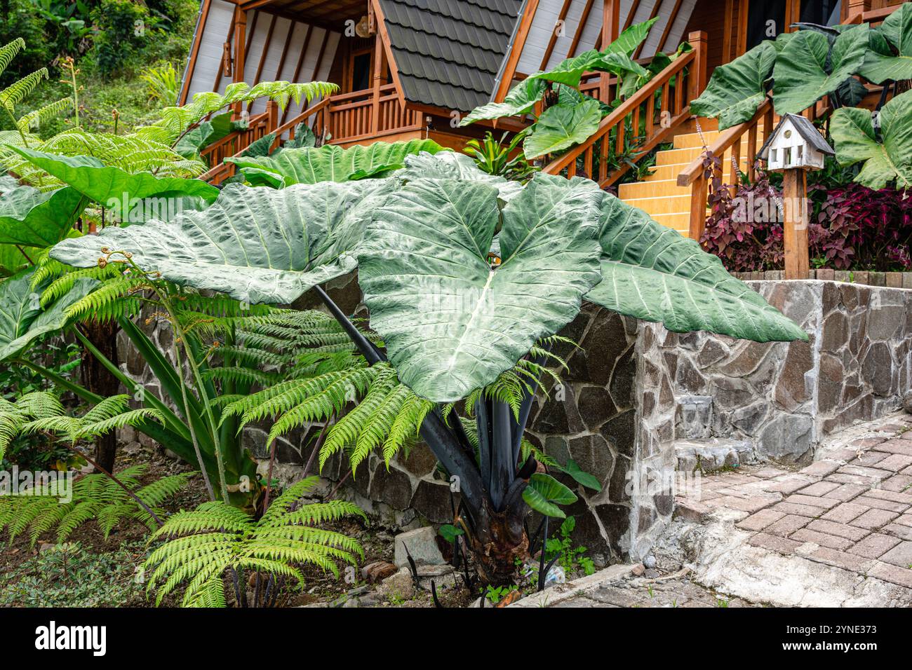 Alocasia macrorrhizos is a species of flowering plant in the arum ...