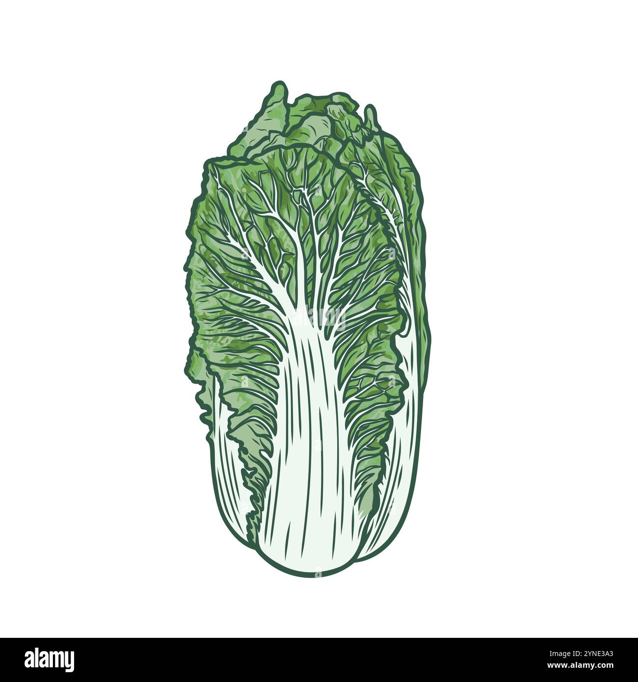 Color image of Chinese cabbage Stock Vector Image & Art - Alamy