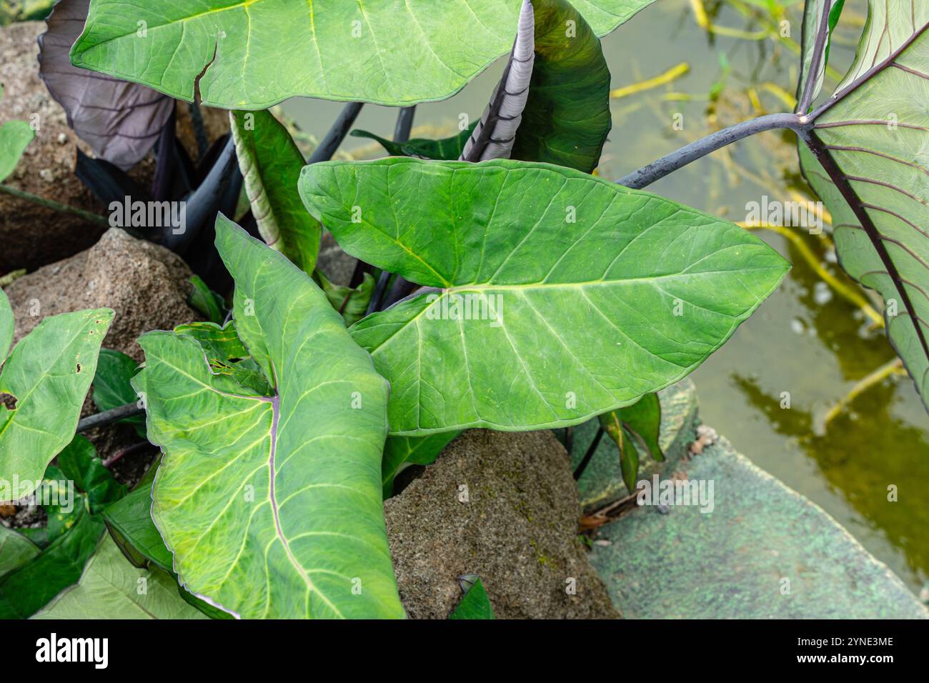 Alocasia macrorrhizos is a species of flowering plant in the arum ...