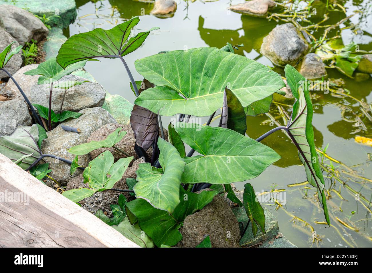Alocasia macrorrhizos is a species of flowering plant in the arum ...