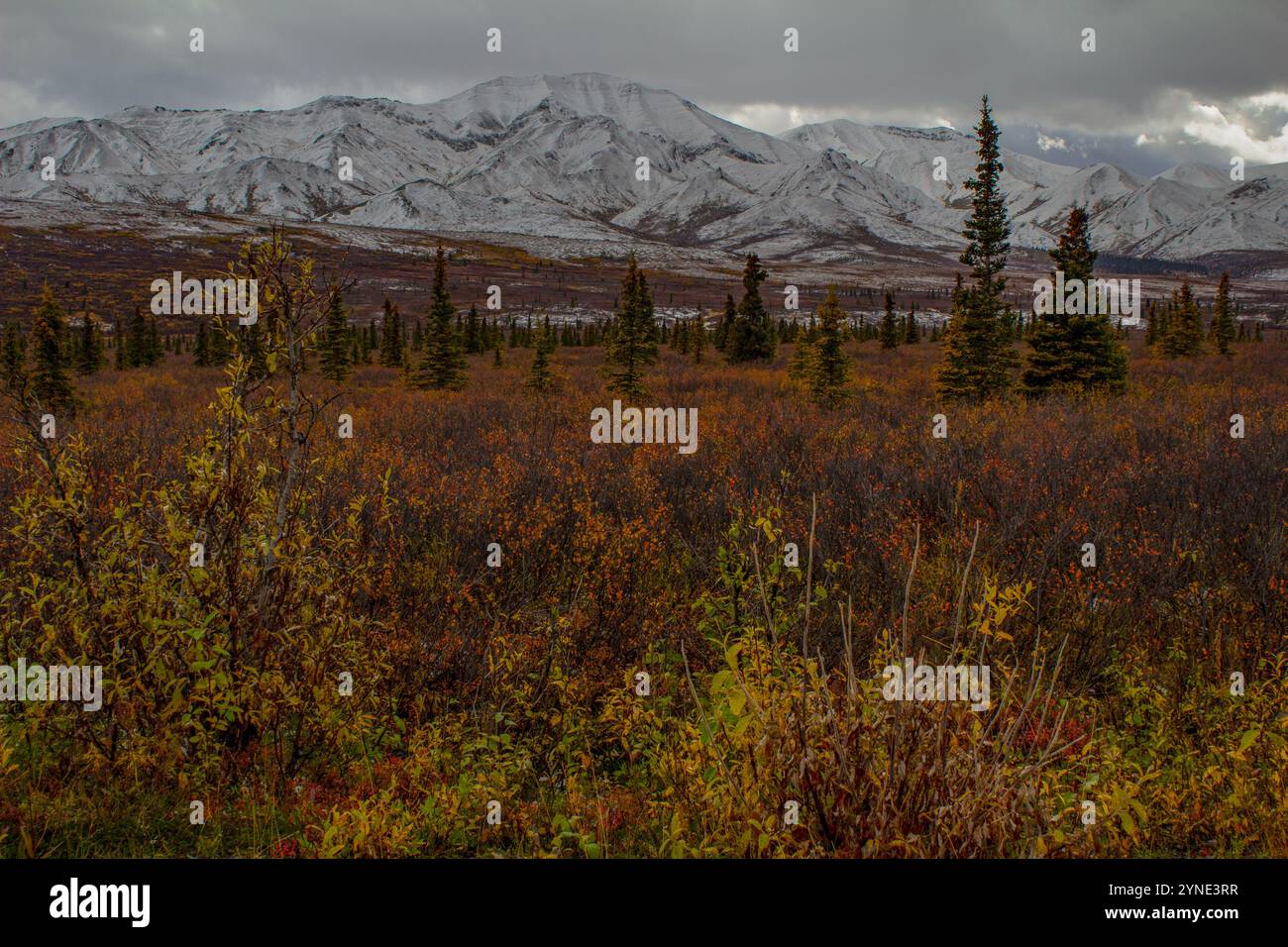 Denali mountain wildlife hi-res stock photography and images - Alamy