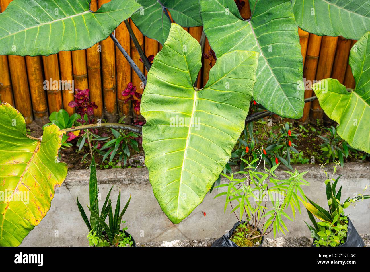 Alocasia macrorrhizos is a species of flowering plant in the arum ...