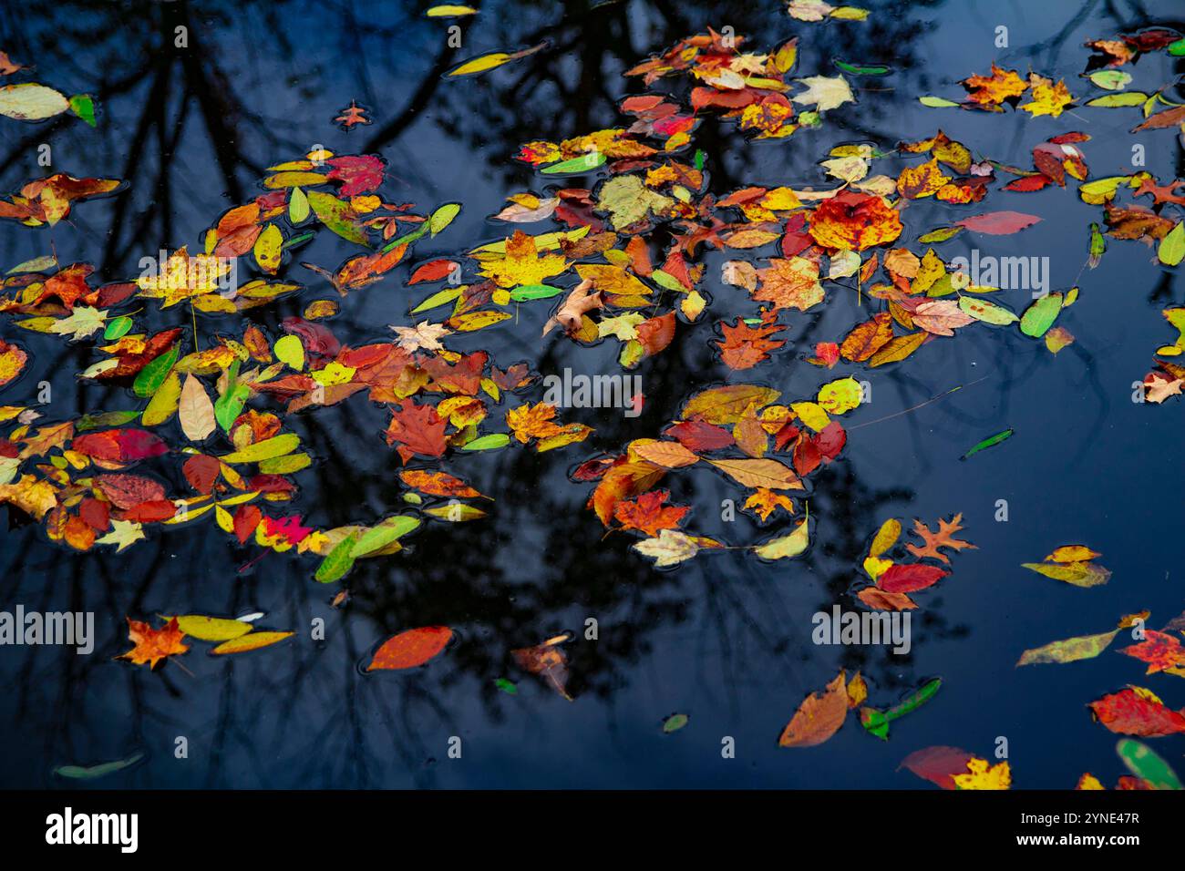 Fall Leaves in Water Stock Photo - Alamy