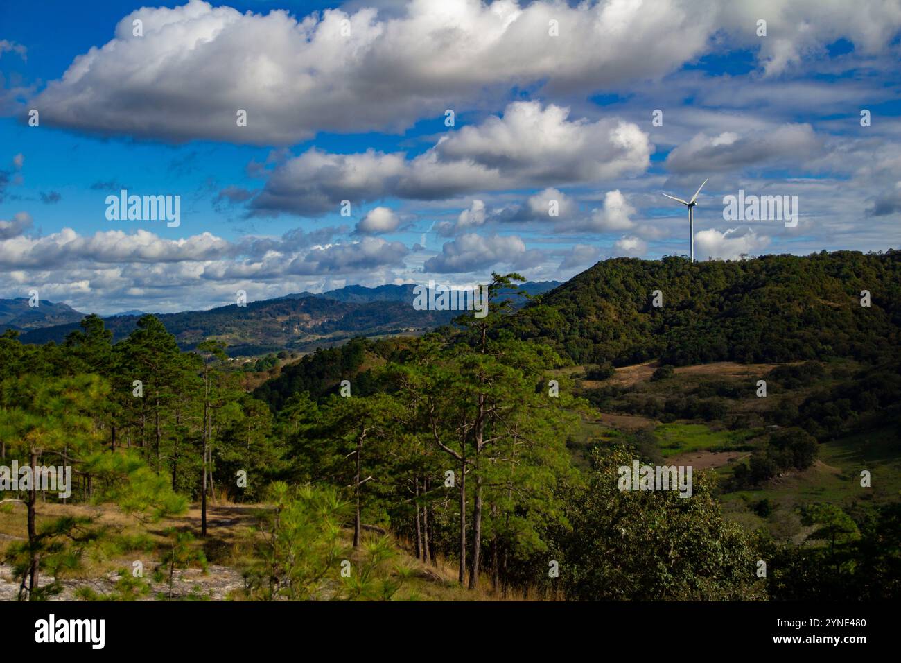 Latin american forest hi-res stock photography and images - Alamy