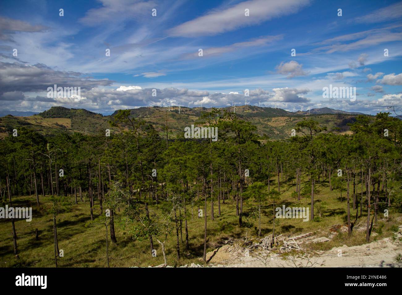 Latin american forest hi-res stock photography and images - Alamy