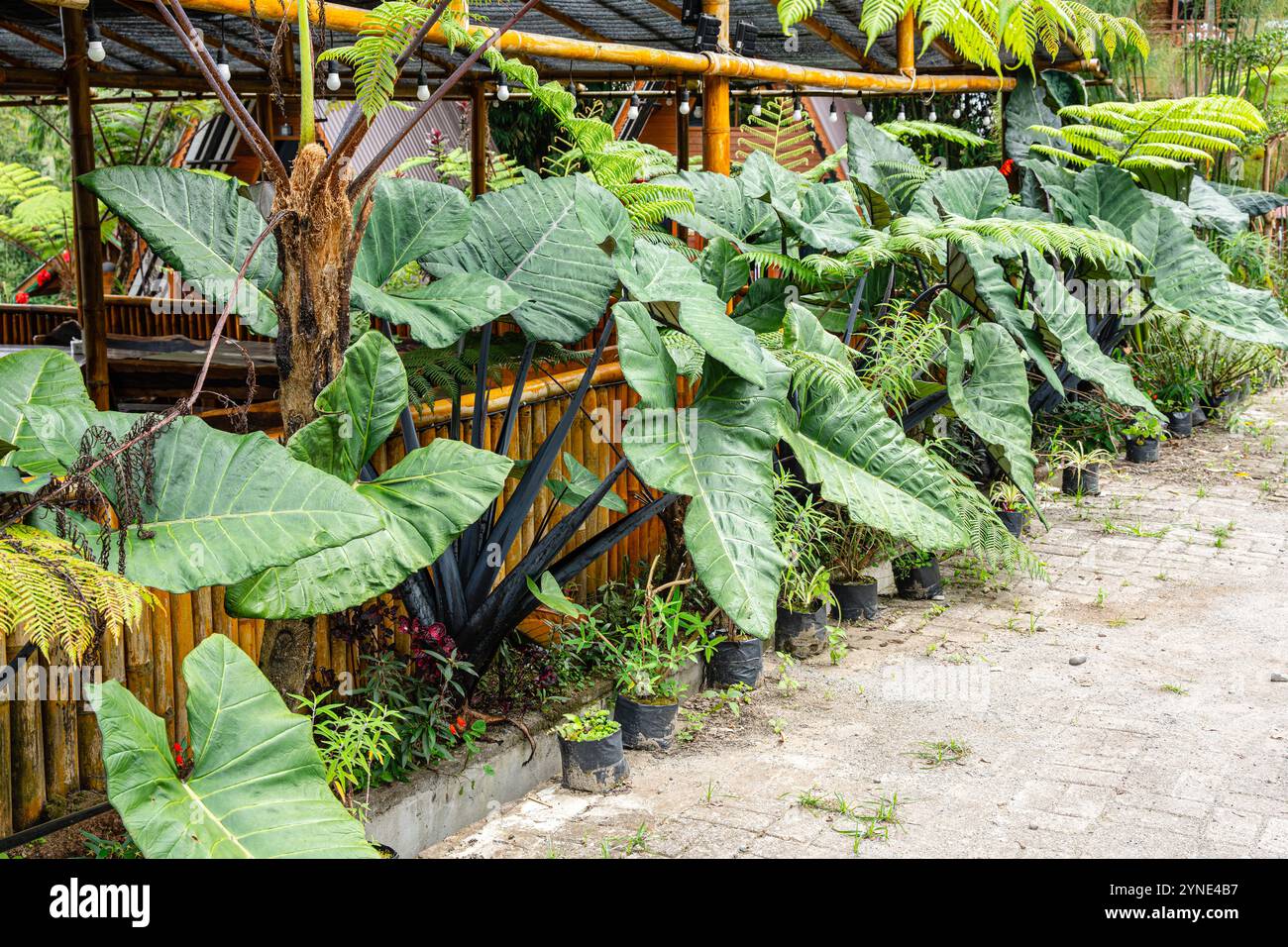 Alocasia macrorrhizos is a species of flowering plant in the arum ...