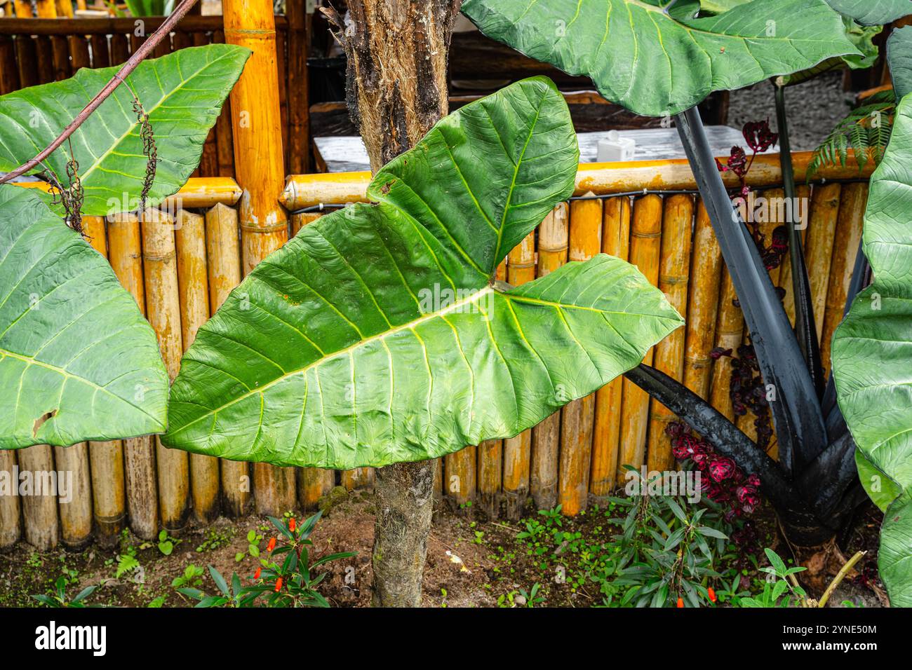 Alocasia macrorrhizos is a species of flowering plant in the arum ...