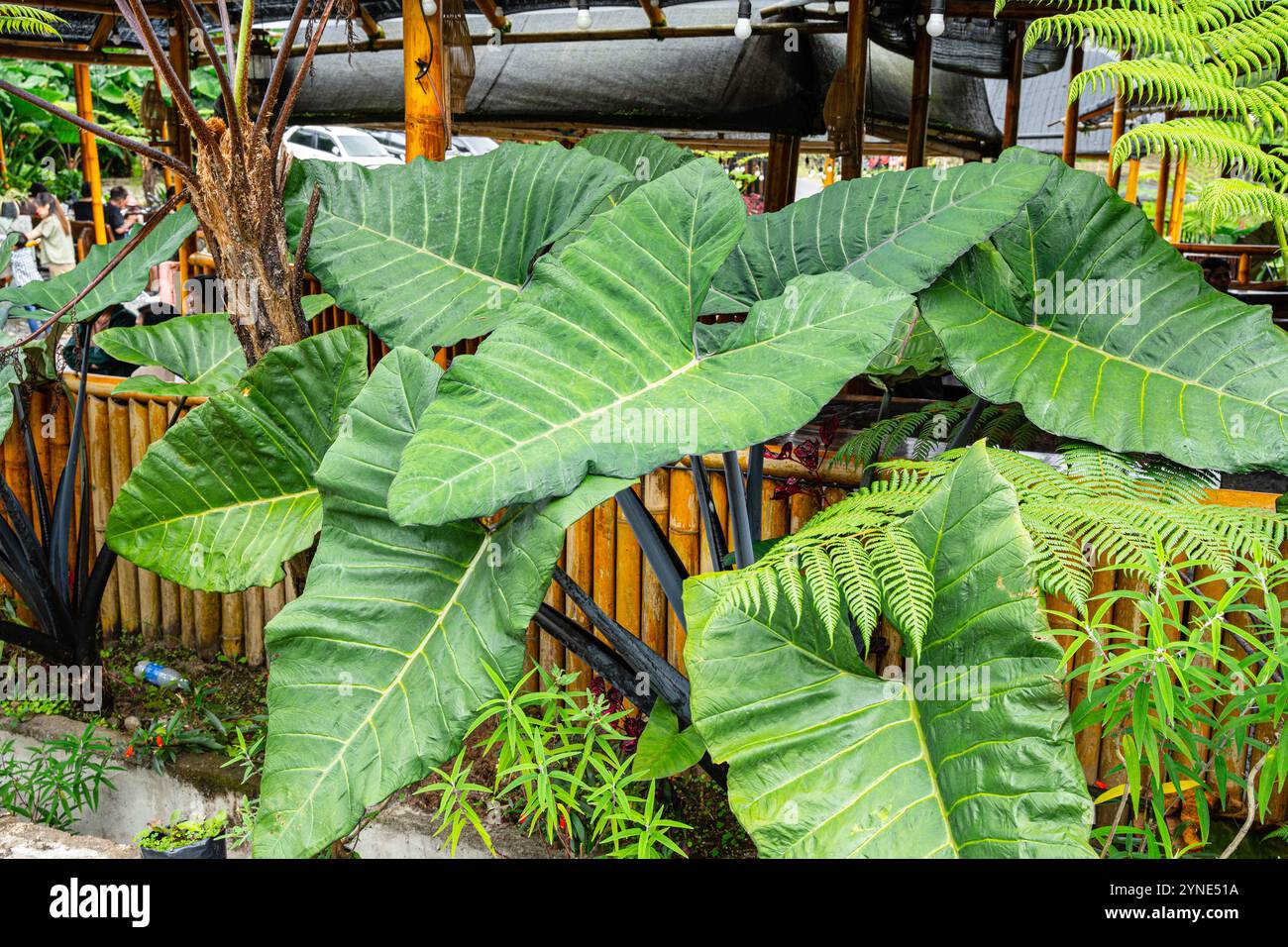 Alocasia macrorrhizos is a species of flowering plant in the arum ...