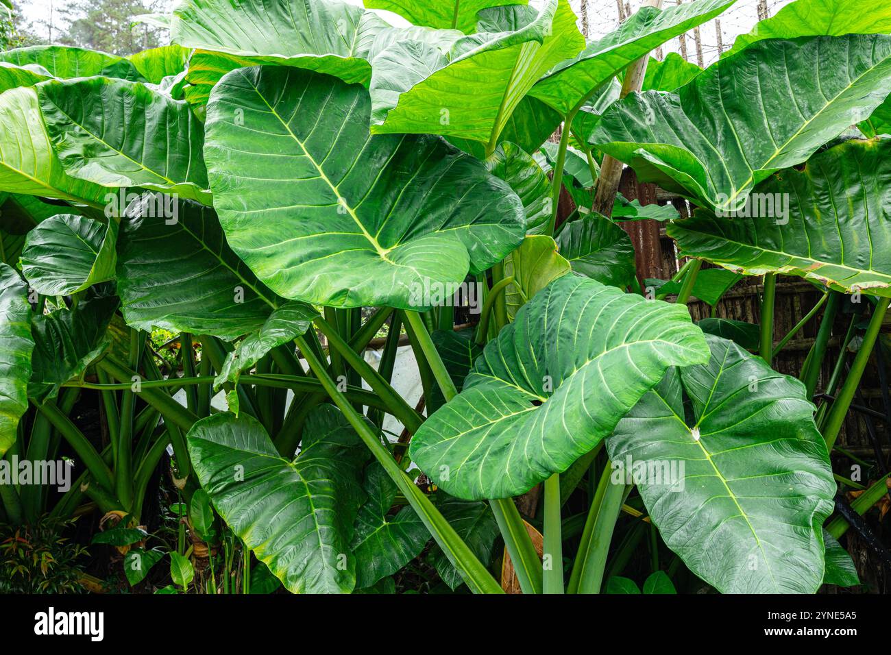 Alocasia macrorrhizos is a species of flowering plant in the arum ...