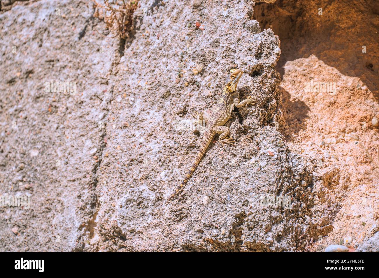Lizard in greece hi-res stock photography and images - Alamy