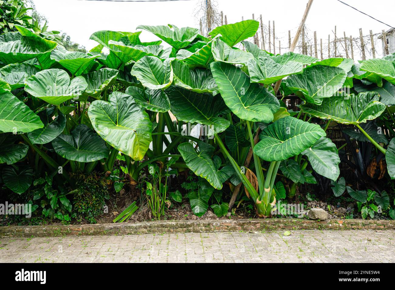 Alocasia macrorrhizos is a species of flowering plant in the arum ...