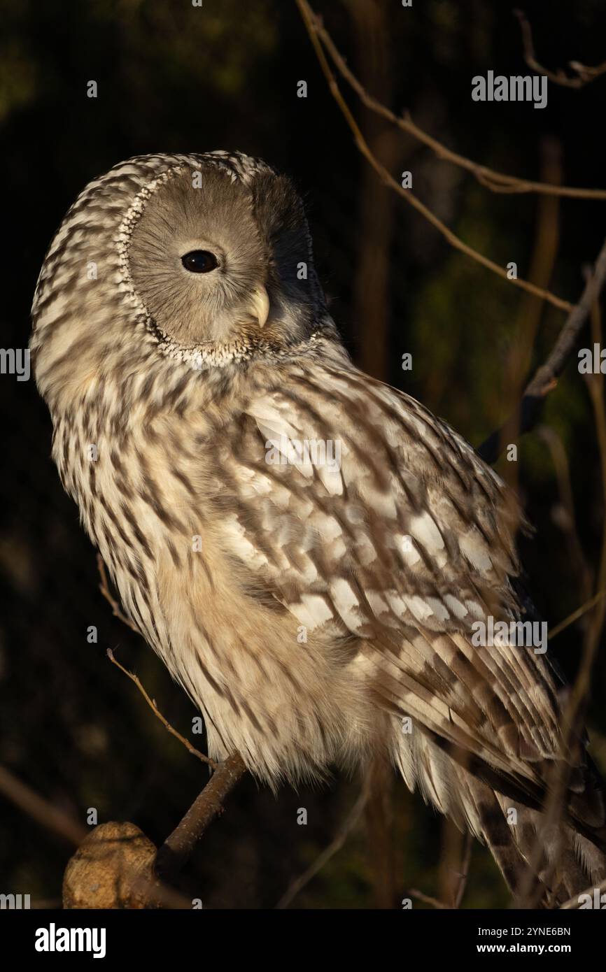 The Ural Owl is a large owl with a round head, no ear-tufts, and a ...