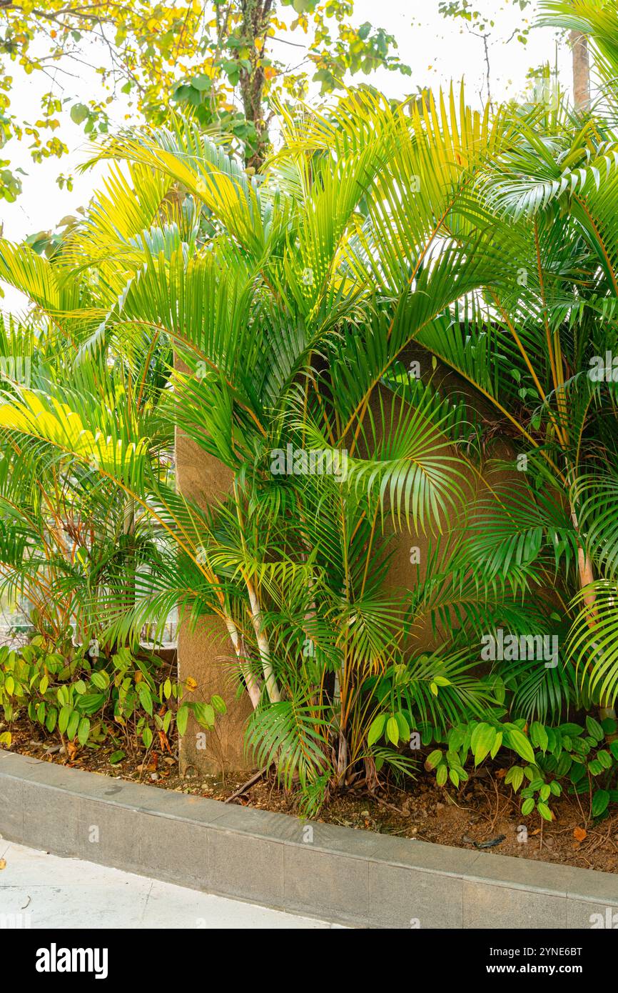 Areca Palm Trees. Tropical gardens with luxuriant dypsis lutescens or ...