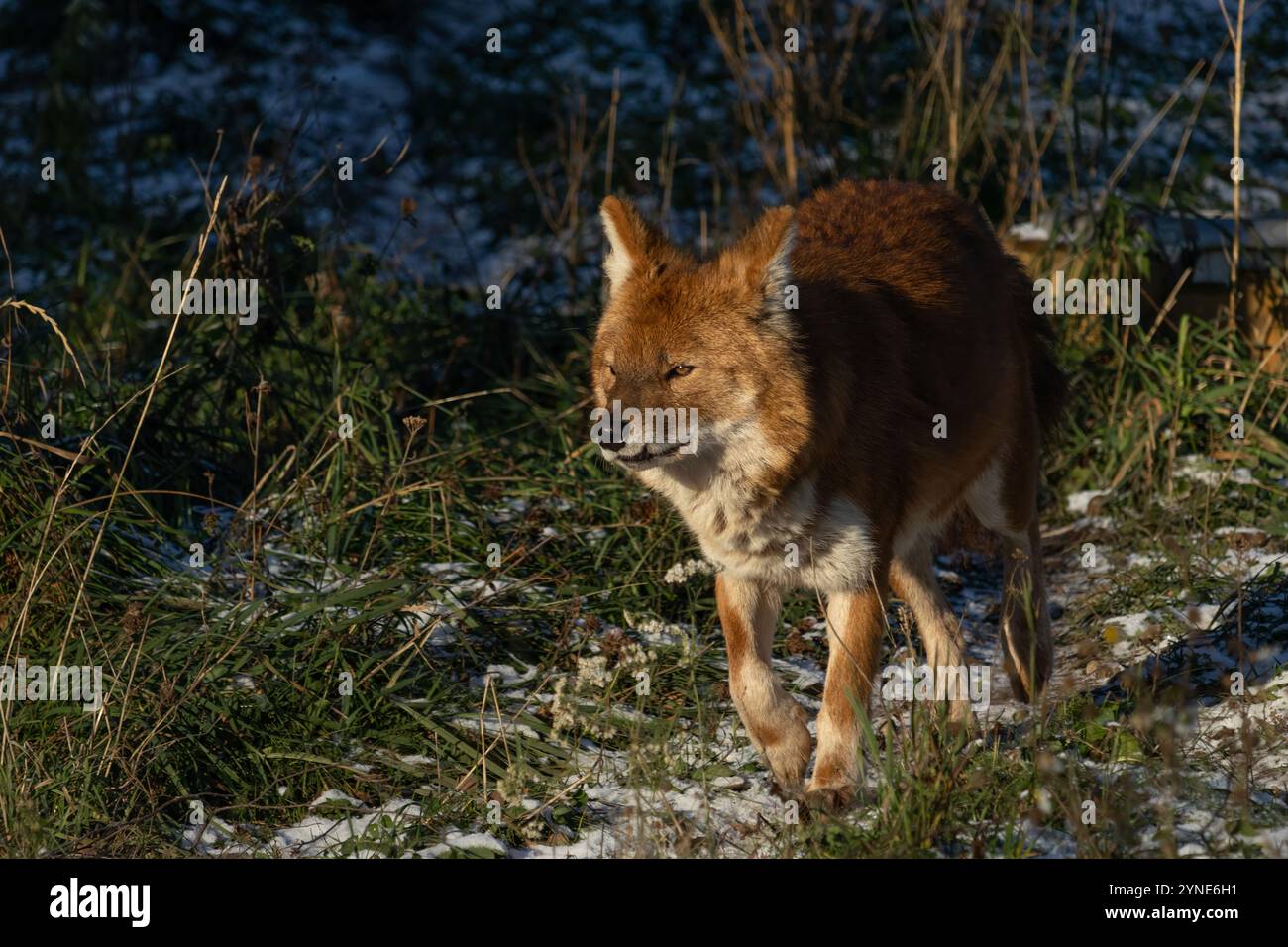 Portrait of a Dhole also known as a Red Dog or an Asian Wild Dog Stock ...